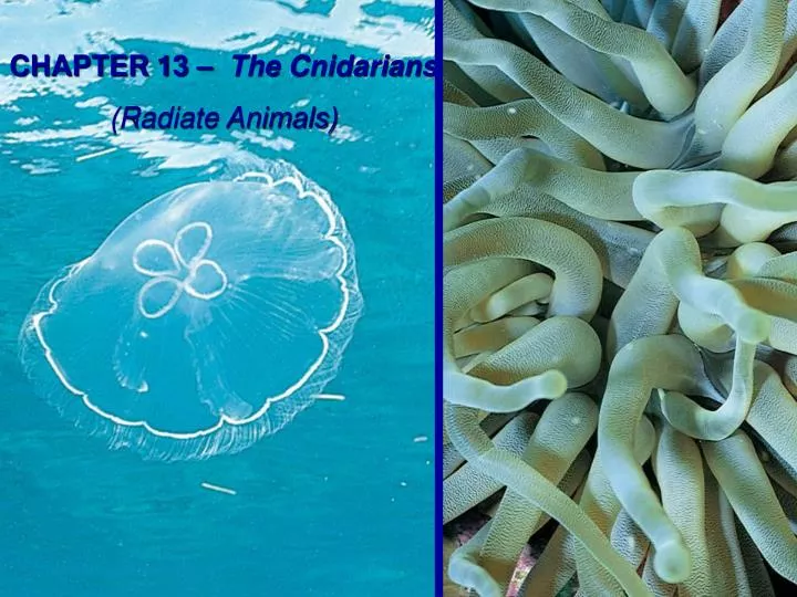 PPT - CHAPTER 13 – The Cnidarians (Radiate Animals) PowerPoint ...