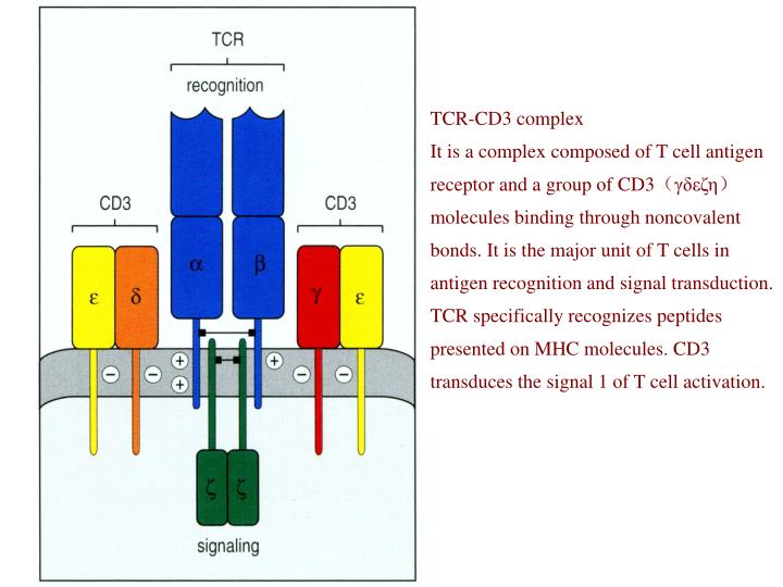 PPT - 1. Surface markers on T lymphocytes and their function 2. Subsets ...