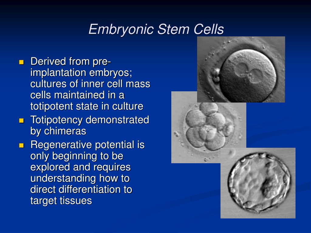 PPT - BIOMEDICAL ETHICS SEMINAR Embryonic Stem Cell Chimera Research ...