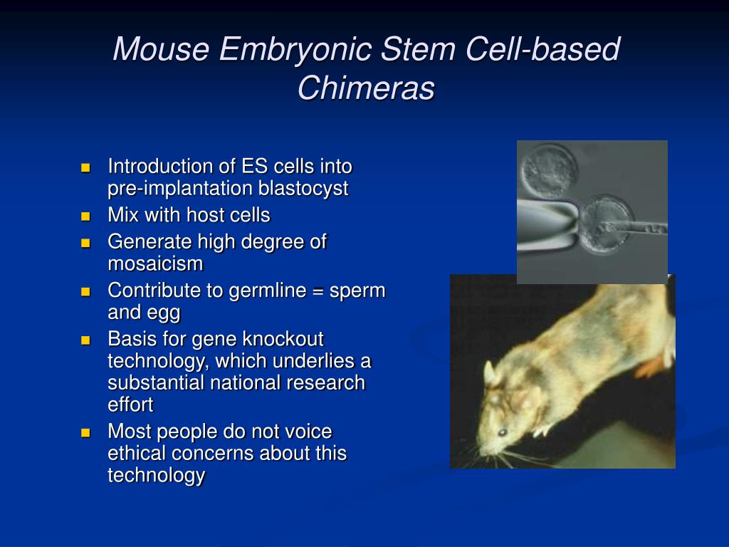 PPT - BIOMEDICAL ETHICS SEMINAR Embryonic Stem Cell Chimera Research ...