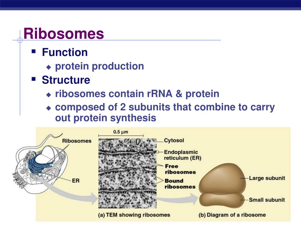Ppt The Cell Nucleus Ribosomes Powerpoint Presentation Free