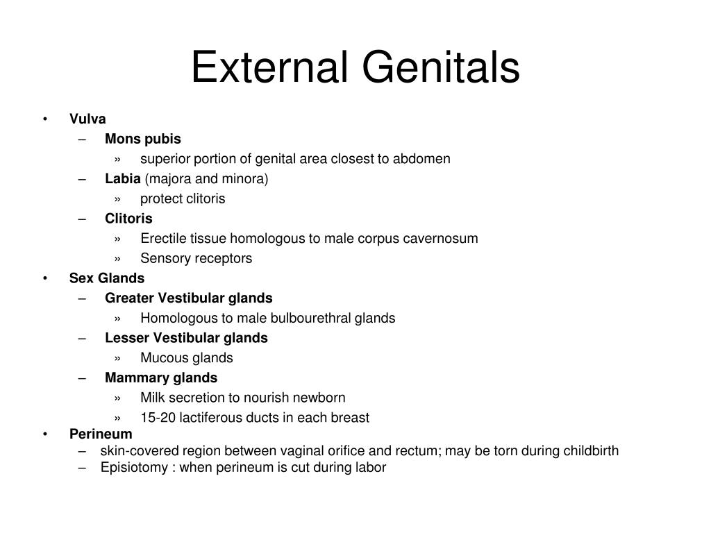 PPT - Female Reproductive Anatomy PowerPoint Presentation, free ...