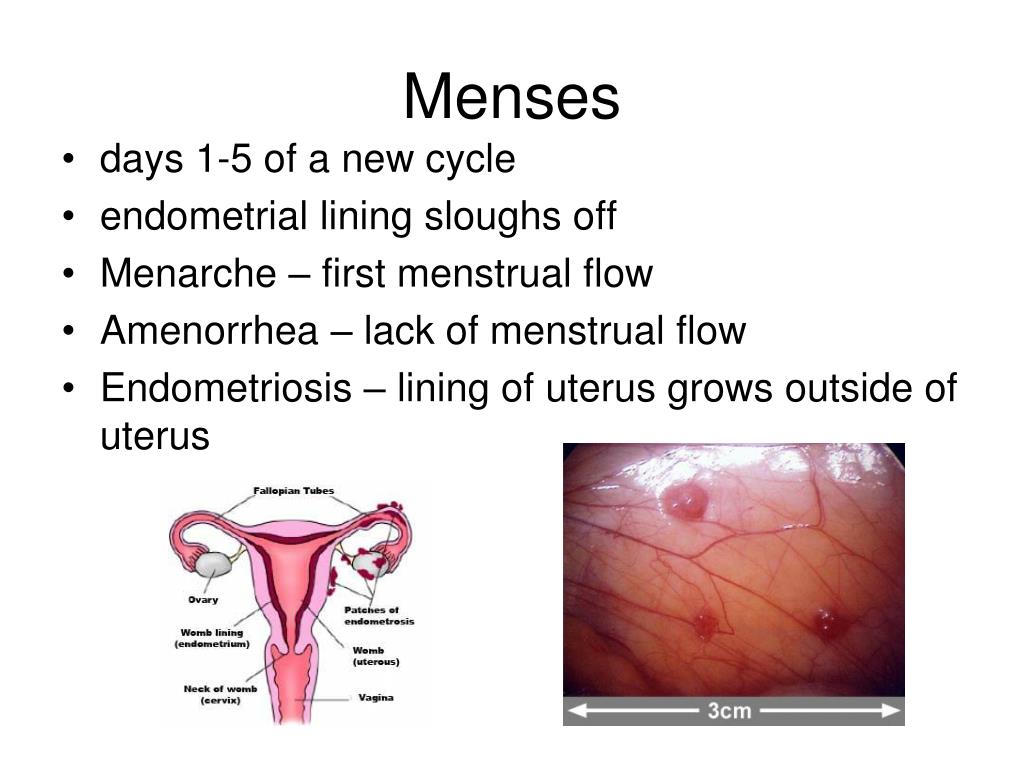 PPT - Female Reproductive Anatomy PowerPoint Presentation, free ...