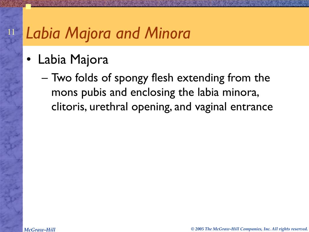 PPT - Female Sexual Anatomy PowerPoint Presentation, free download - ID ...
