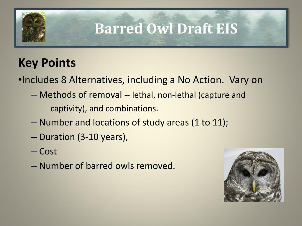 PPT - Northern Spotted Owl Recovery PowerPoint Presentation, free ...