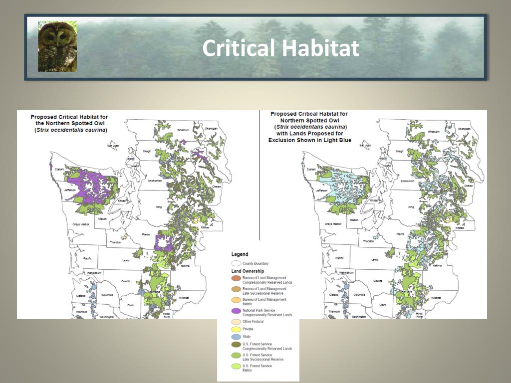 PPT - Northern Spotted Owl Recovery PowerPoint Presentation, free ...