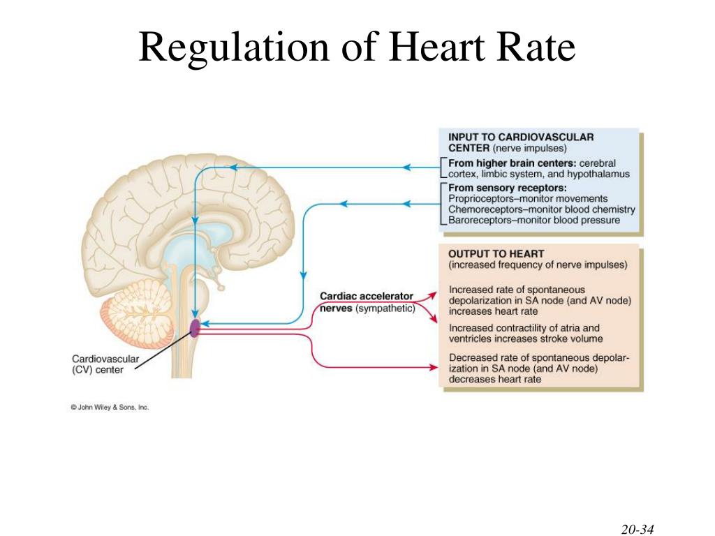 Ppt The Cardiovascular System The Heart Powerpoint Presentation