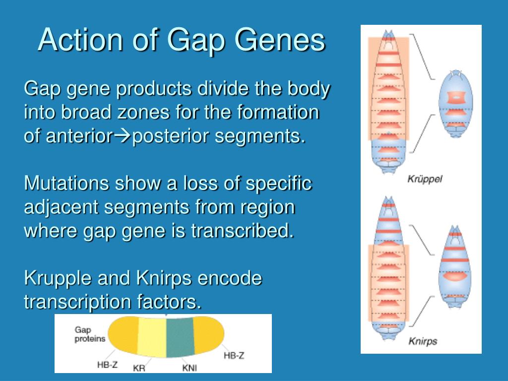 Ppt Developmental Genetics Powerpoint Presentation Free Download