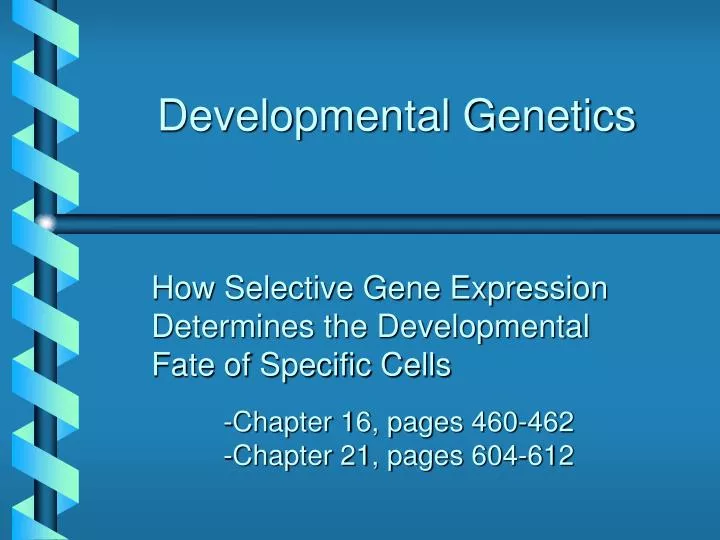 PPT - Developmental Genetics PowerPoint Presentation, free download ...