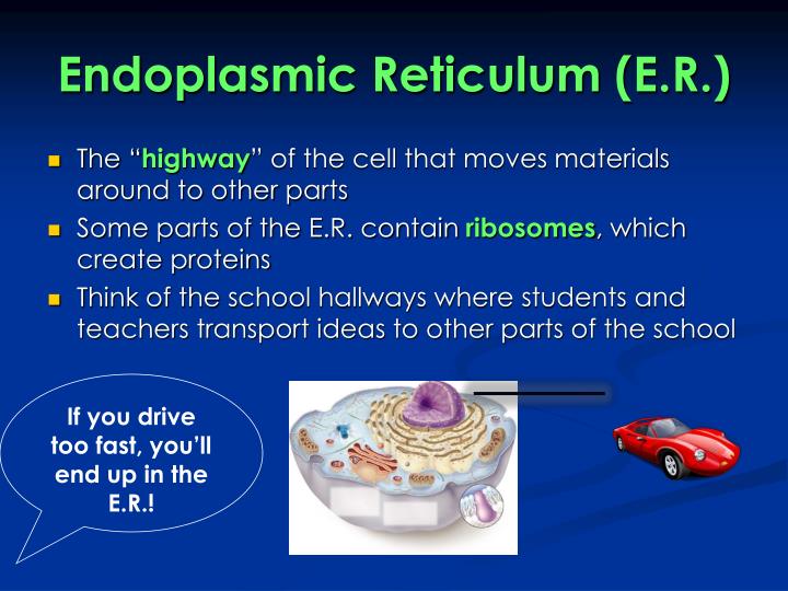 Endoplasmic Reticulum Structure And Function Alevel