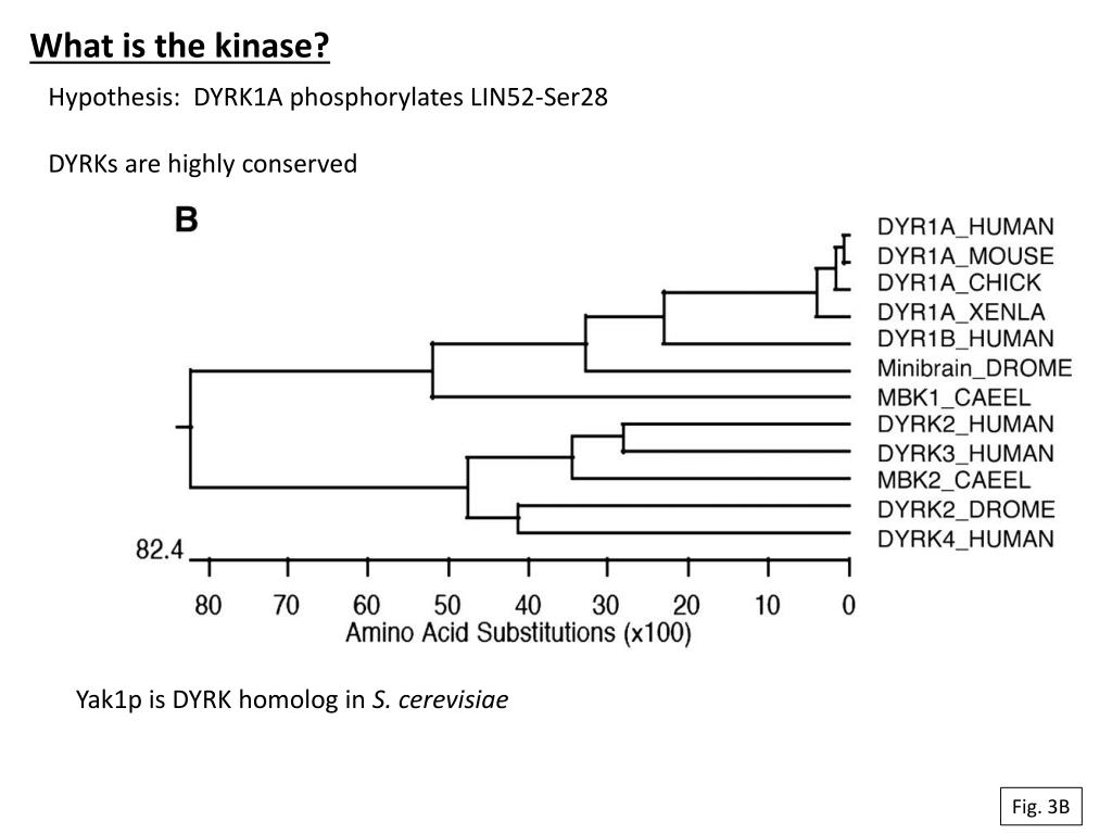 PPT - DYRK1A protein kinase promotes quiescence and senescence through ...