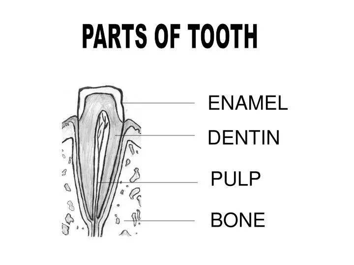 Enamel Meaning