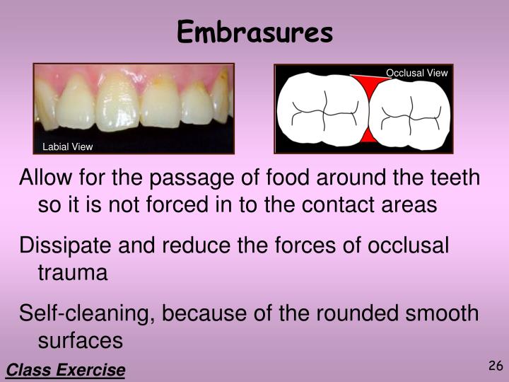 PPT - Dental Terminology Part 2 PowerPoint Presentation - ID:1797765