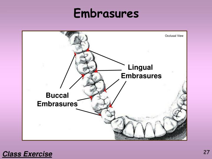PPT - Dental Terminology Part 2 PowerPoint Presentation - ID:1797765