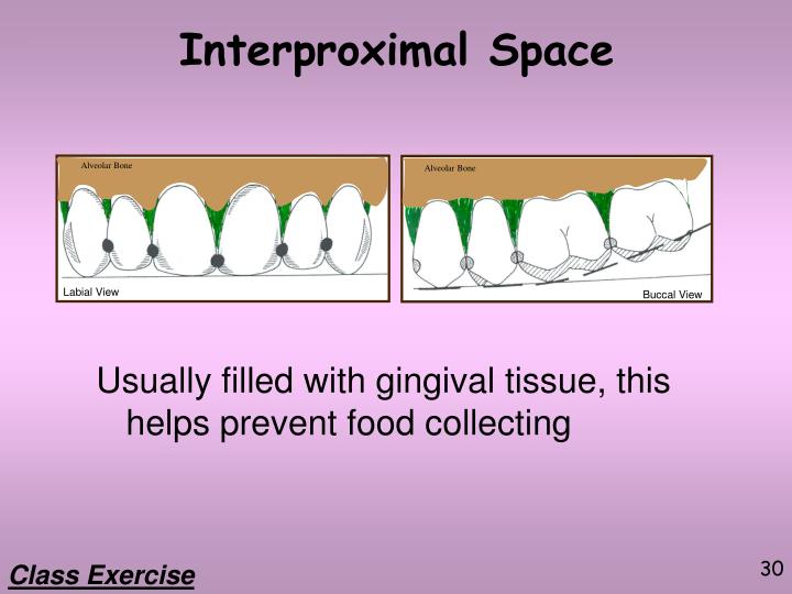 PPT - Dental Terminology Part 2 PowerPoint Presentation - ID:1797765