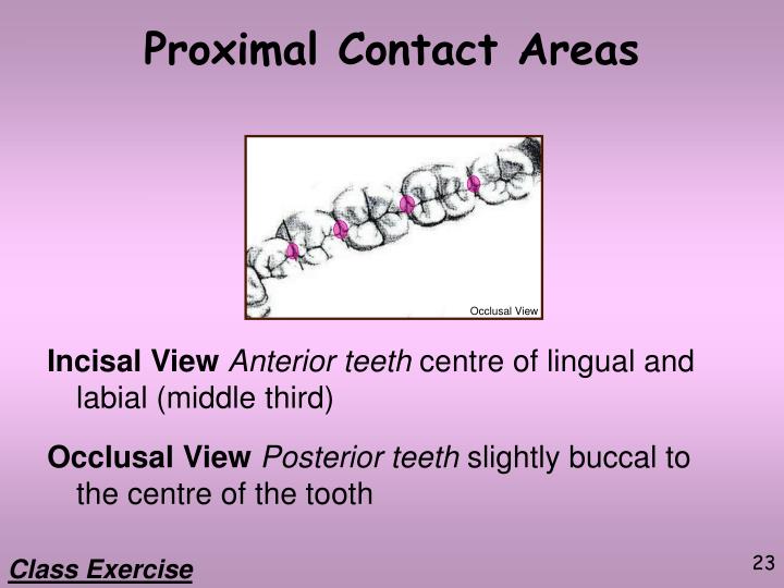 PPT - Dental Terminology Part 2 PowerPoint Presentation - ID:1797765