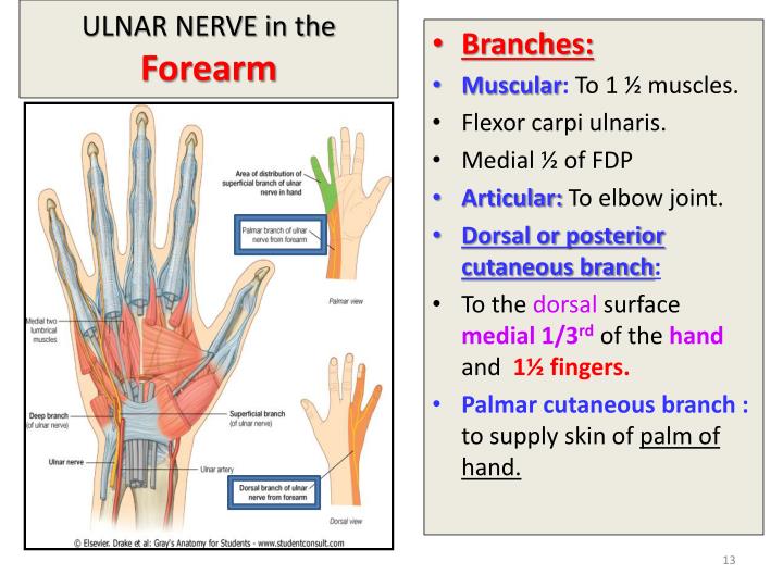 PPT - MEDIAN & ULNAR NERVES PowerPoint Presentation - ID:1798439