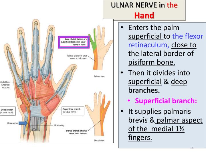 PPT - MEDIAN & ULNAR NERVES PowerPoint Presentation - ID:1798439