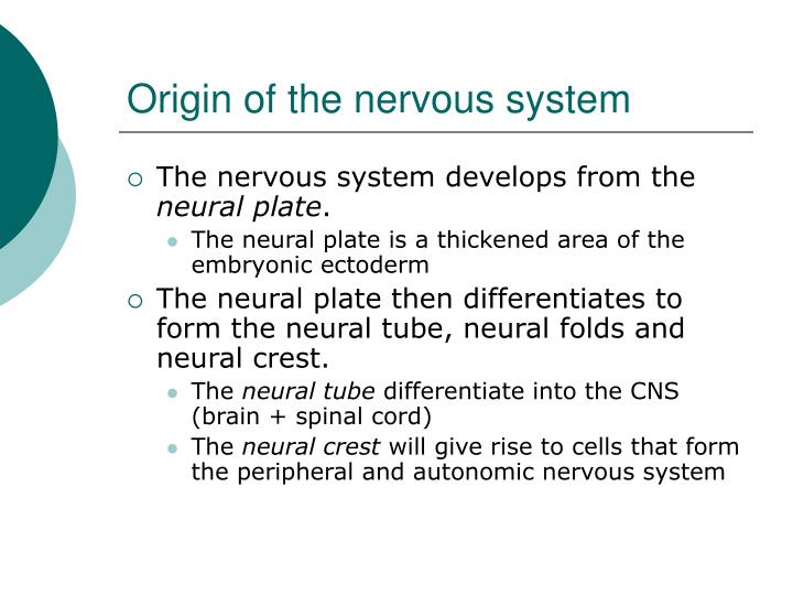 PPT - Origin of the nervous system PowerPoint Presentation - ID:1798719