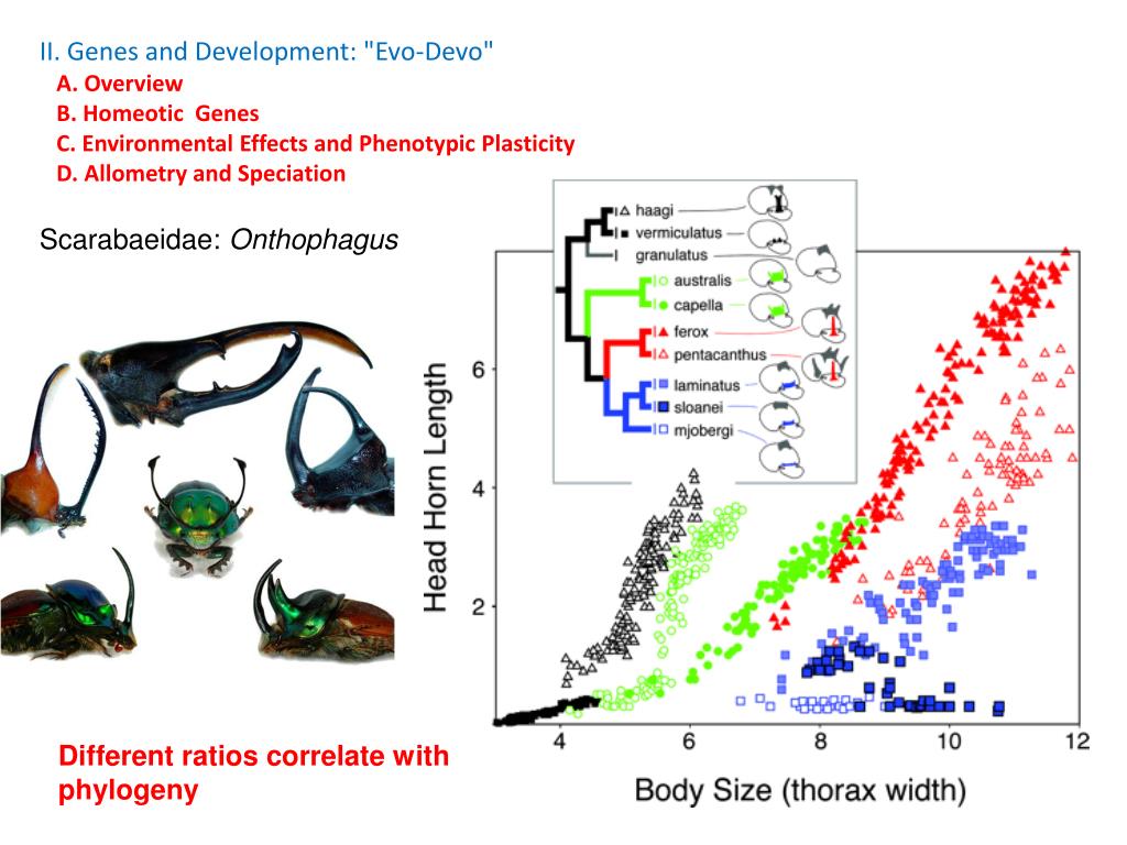 PPT - Modern Evolutionary Biology I. Population Genetics II. Genes and ...