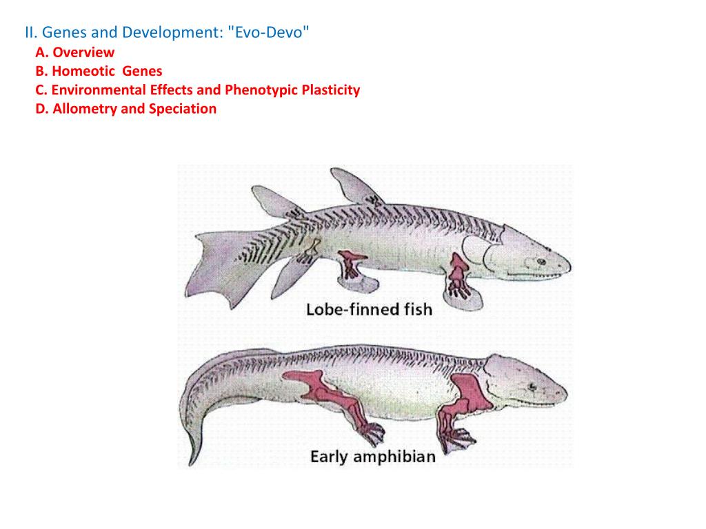 PPT - Modern Evolutionary Biology I. Population Genetics II. Genes and Development: "Evo-Devo" A ...