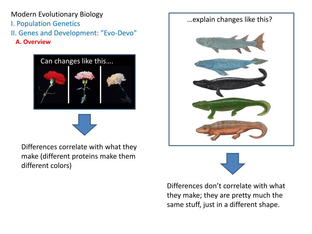 PPT - Modern Evolutionary Biology I. Population Genetics II. Genes and ...