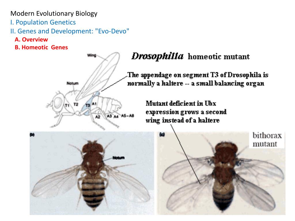 PPT - Modern Evolutionary Biology I. Population Genetics II. Genes and ...