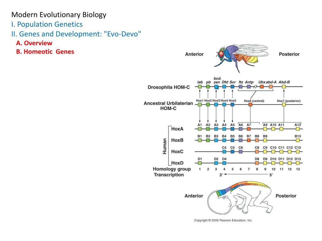 PPT - Modern Evolutionary Biology I. Population Genetics II. Genes and ...