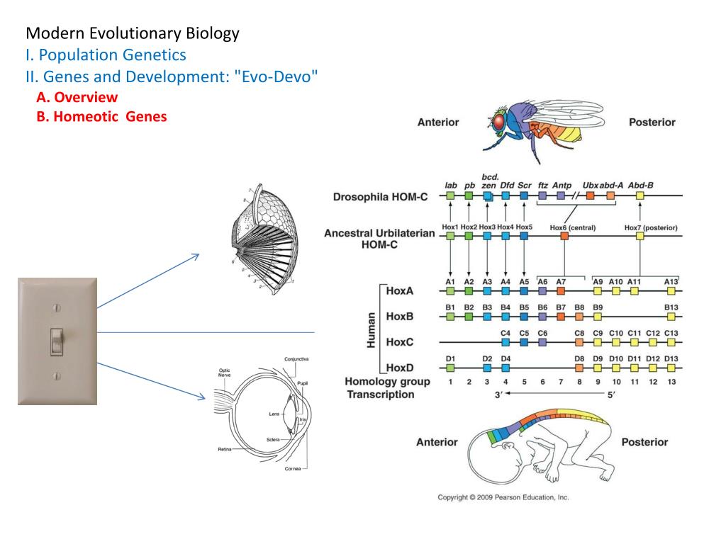 PPT - Modern Evolutionary Biology I. Population Genetics II. Genes and ...