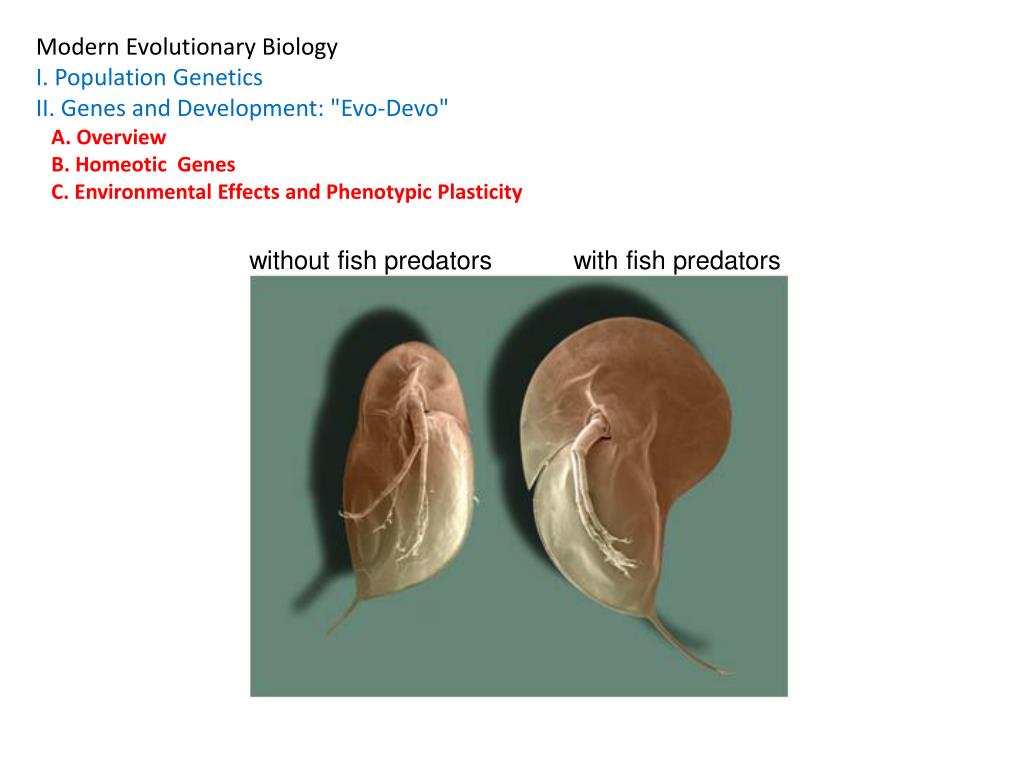 PPT - Modern Evolutionary Biology I. Population Genetics II. Genes and ...