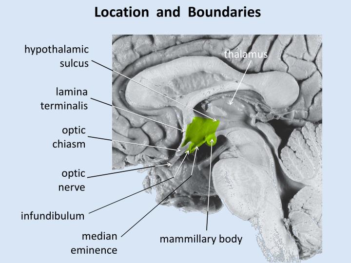Anatomy Of The Hypothalamus
