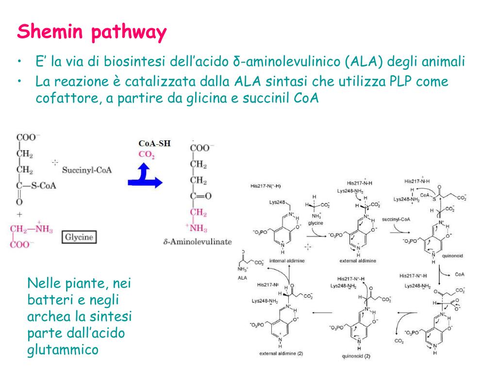 PPT - LE PORFIRIE Sono malattie legate alla mancanza di uno degli ...
