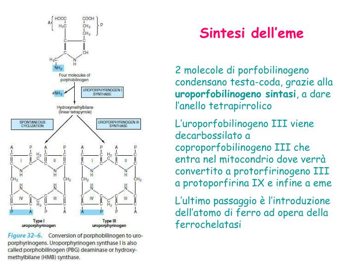 PPT - LE PORFIRIE Sono malattie legate alla mancanza di uno degli ...