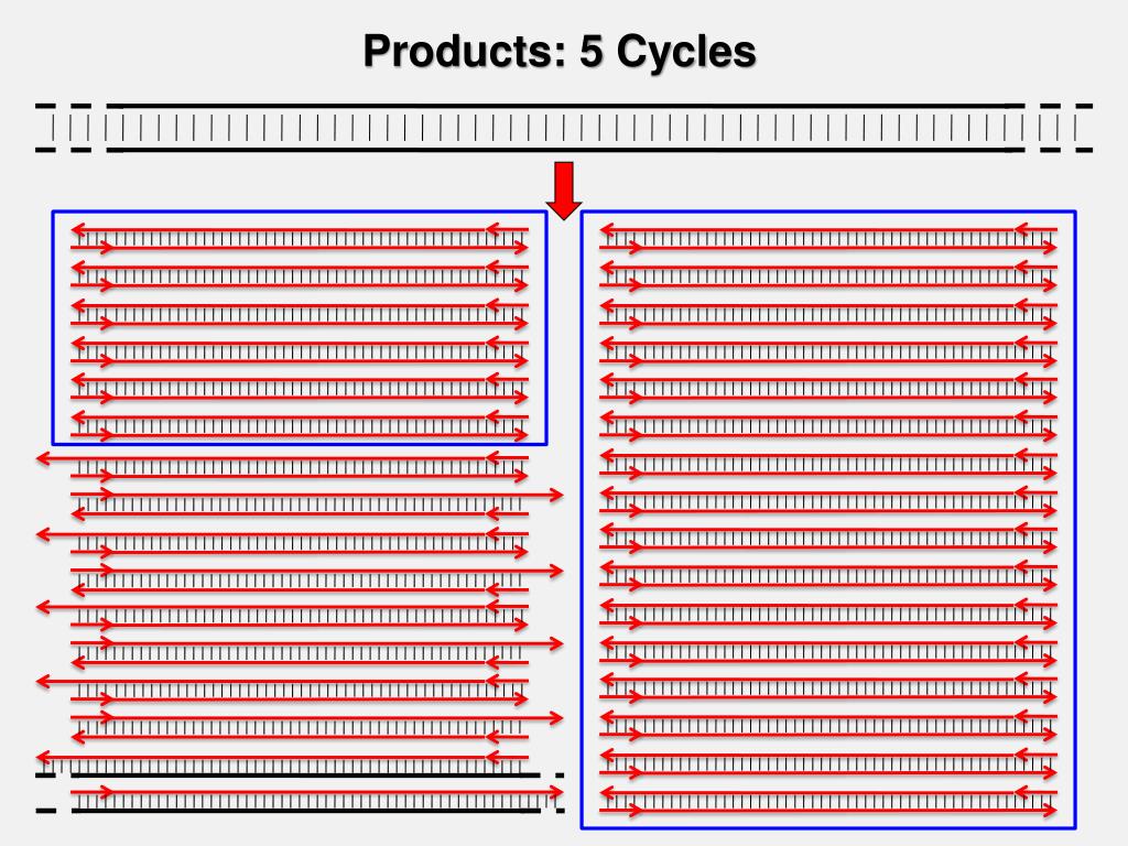 PPT - Mullis KB. The unusual origin of the polymerase chain reaction ...