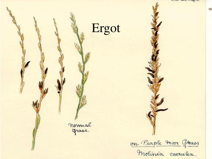 PPT - Kingdom Fungi PowerPoint Presentation - ID:1799747