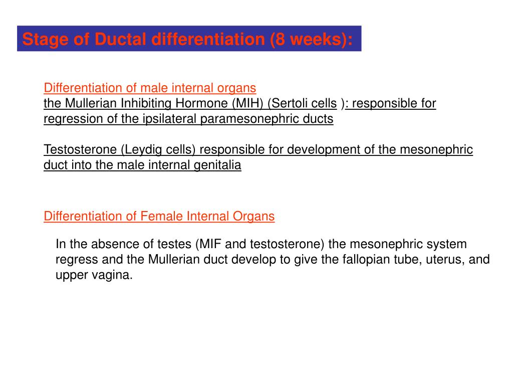 Differentiation Of The Female External Genitalia Stages