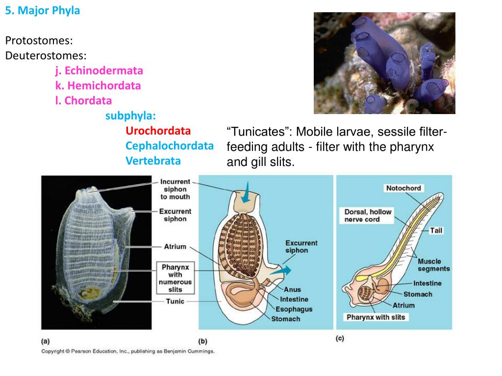 PPT - 5. Major Phyla a. Porifera: Sponges b. Cnidaria: Corals, Hydra ...