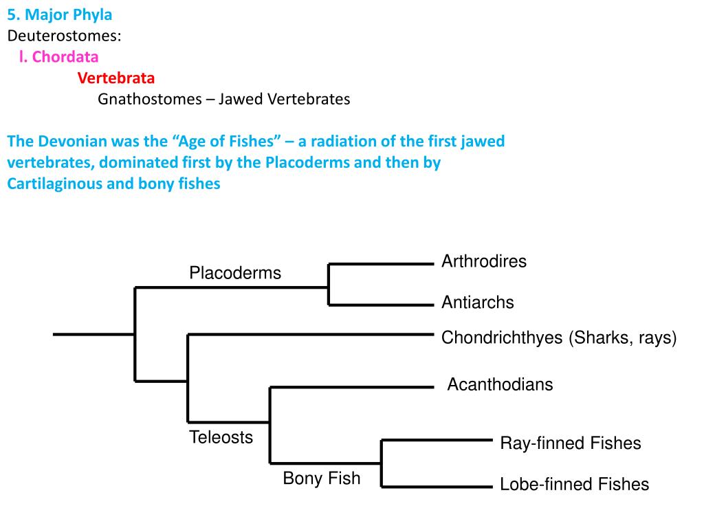 PPT - 5. Major Phyla a. Porifera: Sponges b. Cnidaria: Corals, Hydra ...