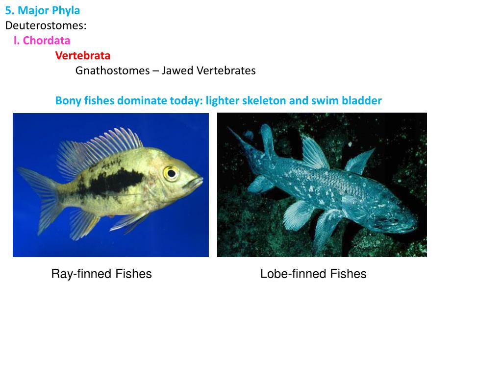 PPT - 5. Major Phyla a. Porifera: Sponges b. Cnidaria: Corals, Hydra ...