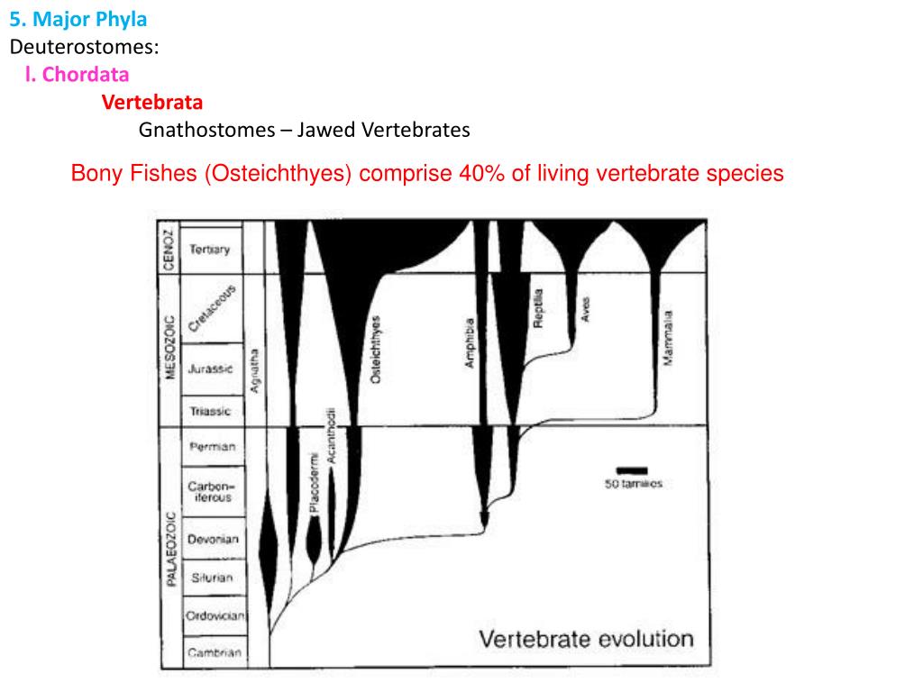 PPT - 5. Major Phyla a. Porifera: Sponges b. Cnidaria: Corals, Hydra ...