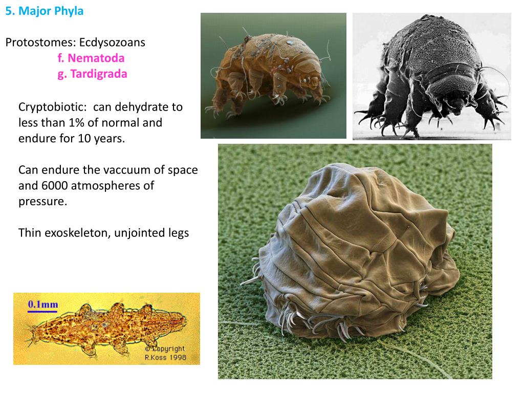 PPT - 5. Major Phyla a. Porifera: Sponges b. Cnidaria: Corals, Hydra ...