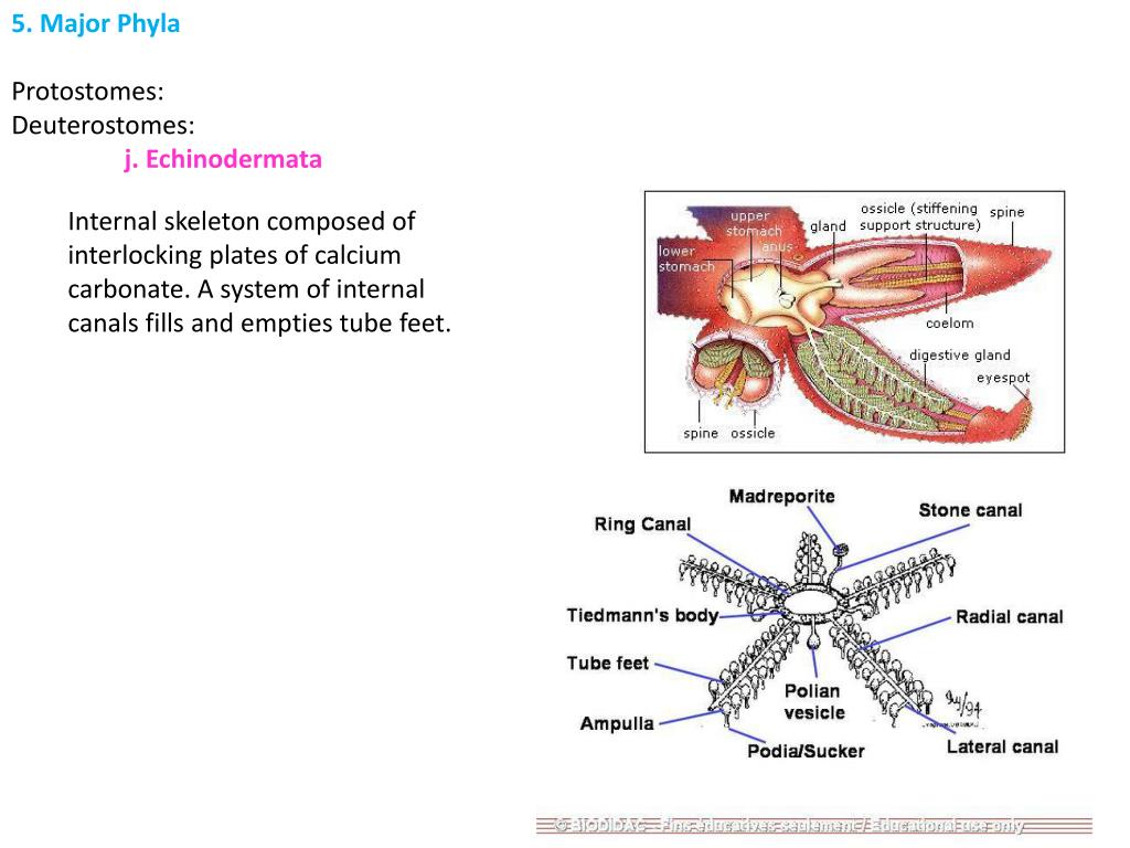 PPT - 5. Major Phyla a. Porifera: Sponges b. Cnidaria: Corals, Hydra ...