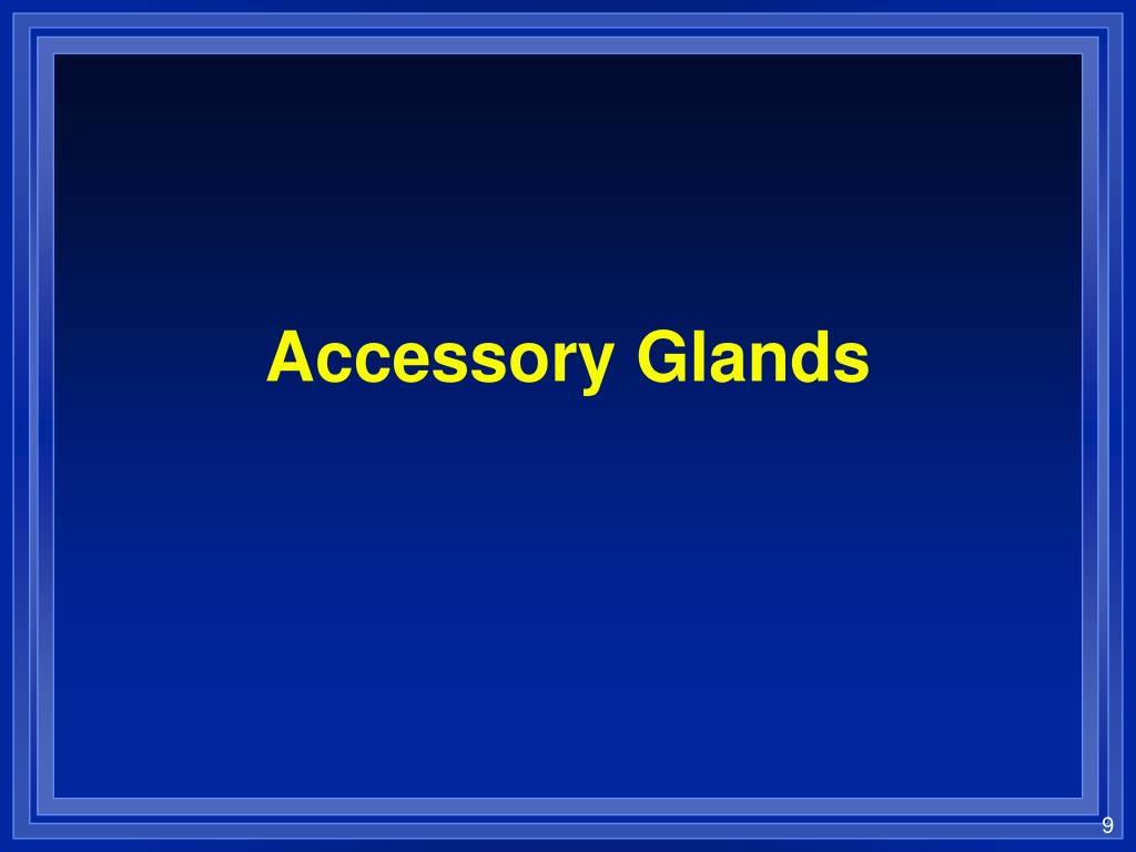 PPT - Anatomy of the Male Reproductive System PowerPoint Presentation ...