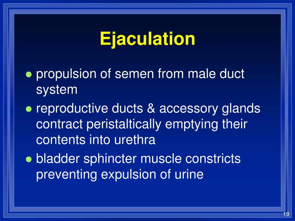 PPT - Anatomy of the Male Reproductive System PowerPoint Presentation ...