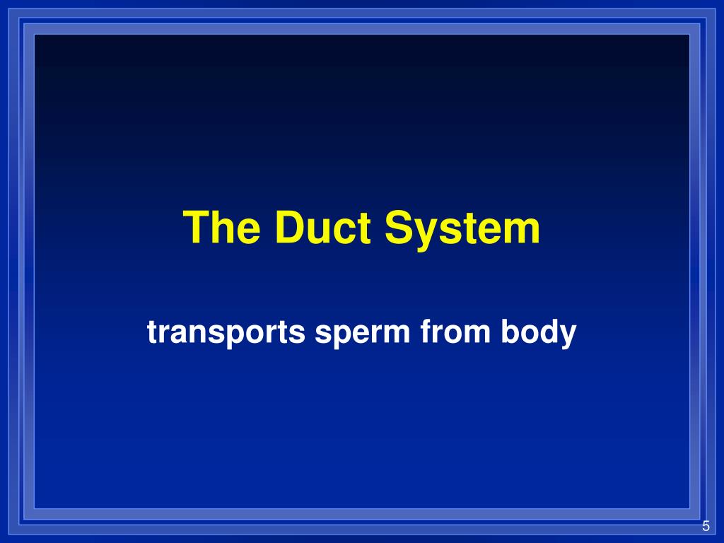 PPT - Anatomy of the Male Reproductive System PowerPoint Presentation ...