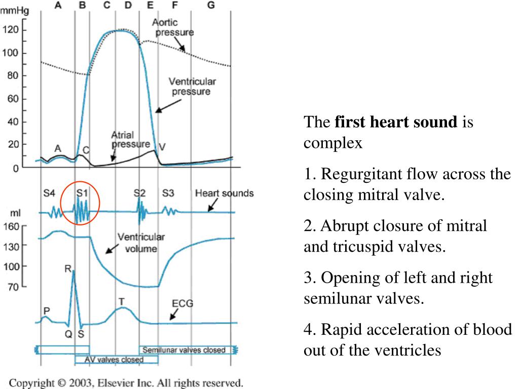 PPT - The heart consists of two parallel pumps . The right ventricle ...