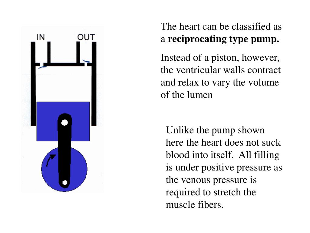 PPT - The heart consists of two parallel pumps . The right ventricle ...
