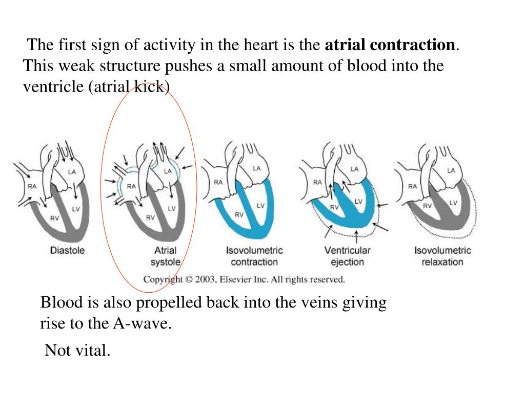 PPT - The heart consists of two parallel pumps . The right ventricle ...