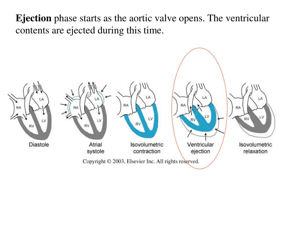 PPT - The heart consists of two parallel pumps . The right ventricle ...