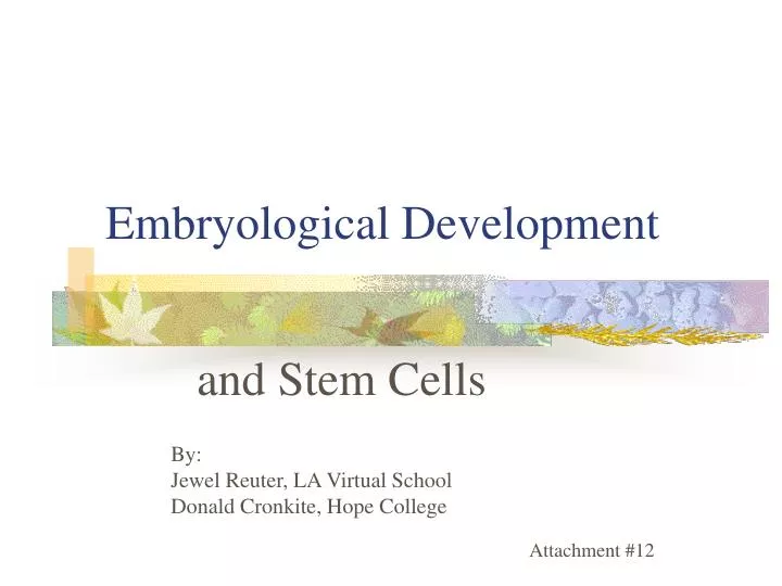 PPT - Embryological Development PowerPoint Presentation, free download ...